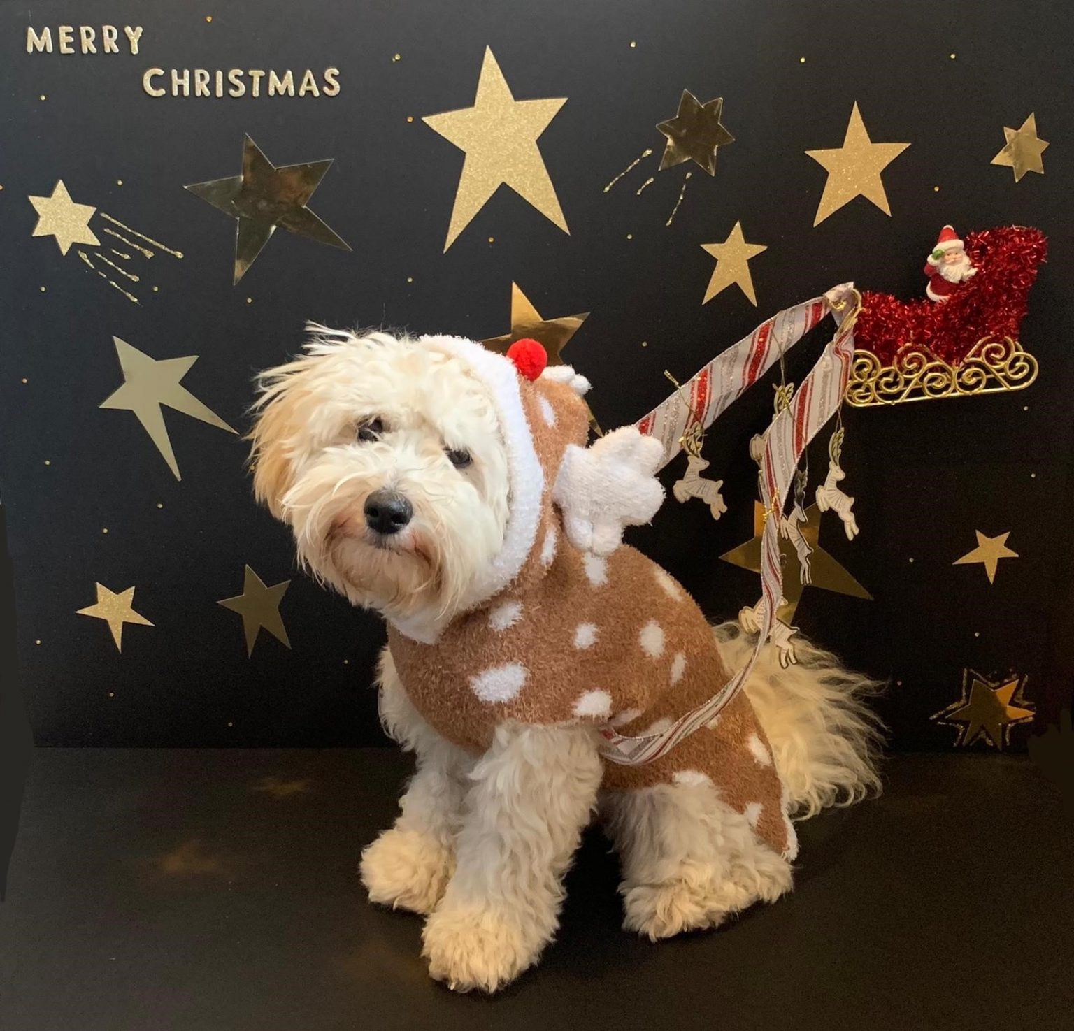 Arcus Christmas Quiz - Arcus Consulting